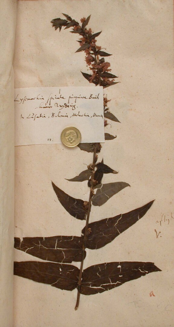 Kattehale - Lythrum salicária L. - Museum Vestsjælland