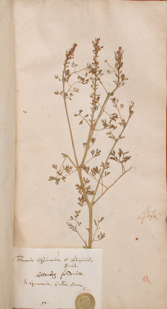 Doctor's Ground Smoke - Fumaria officinalis L. - Museum West Zealand